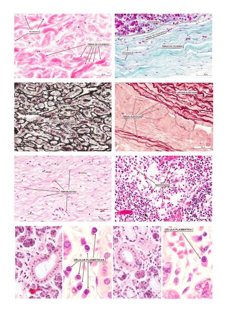 Cortes histologicos de tejido conectivo | Melania Leiva | uDocz