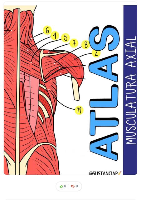 Atlas musculos | Fernanda Castillo | uDocz