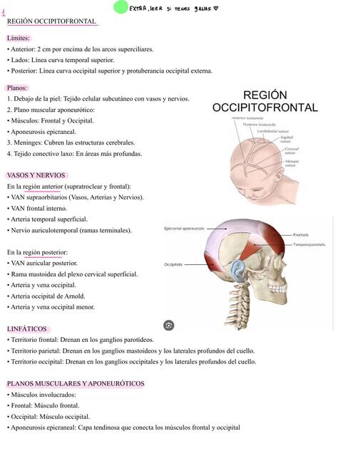 Anato 1 Parcial | Agustina | uDocz