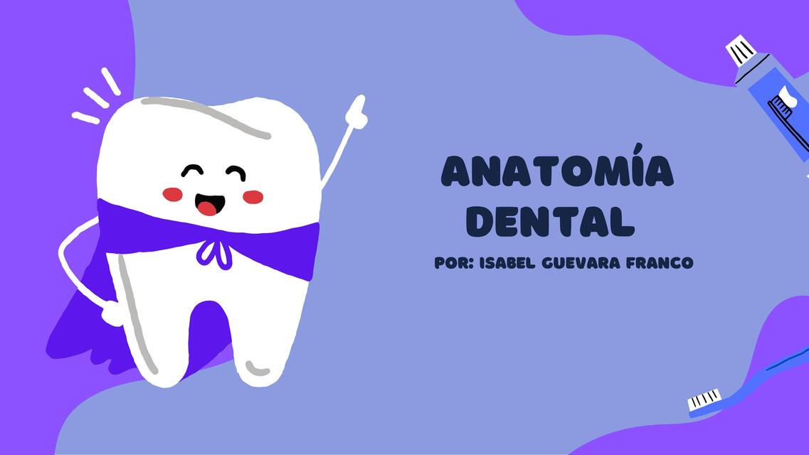 Anatomía Dental Generalidades | Isabel | uDocz