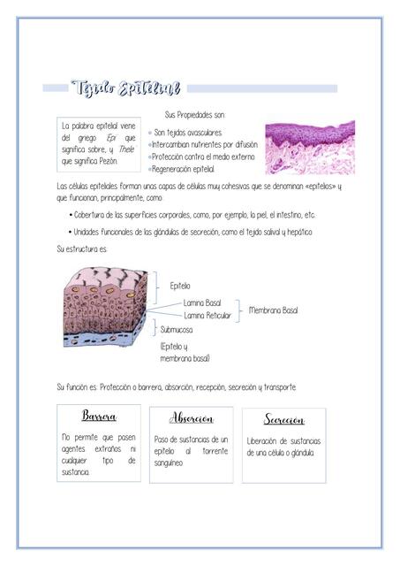 Tejido Epitelial, definición, clasificación y funciones | Diana Fraijo | uDocz