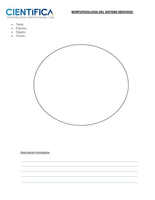 FORMATOS DE HISTO MORFO 4 | Gguk yem | uDocz