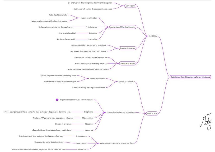 fluxograma anato y histo | Boldness | uDocz