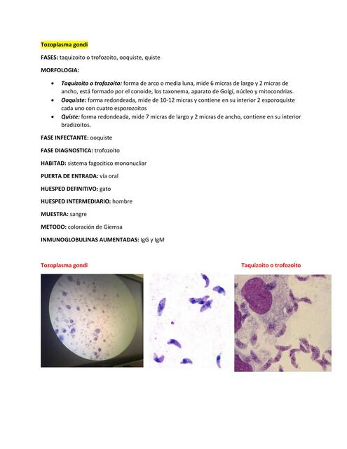 PARASITO LAB 2DO PARCIAL REPASO | Yorisbel | uDocz