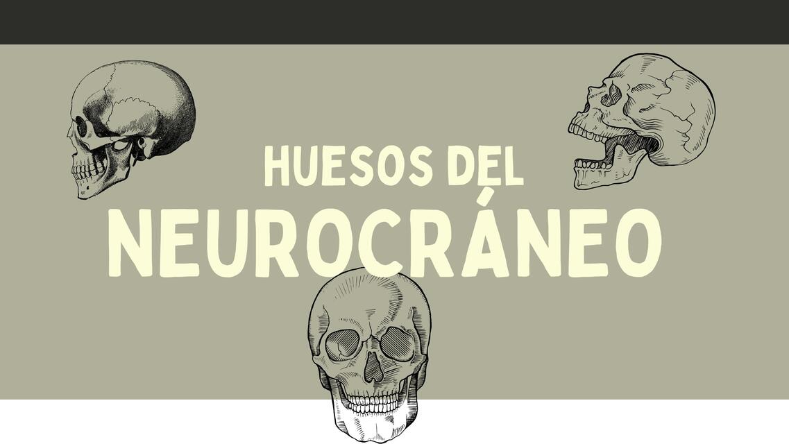Huesos del neurocraneo 1 | Shirley Dayana Rueda Moncada | uDocz