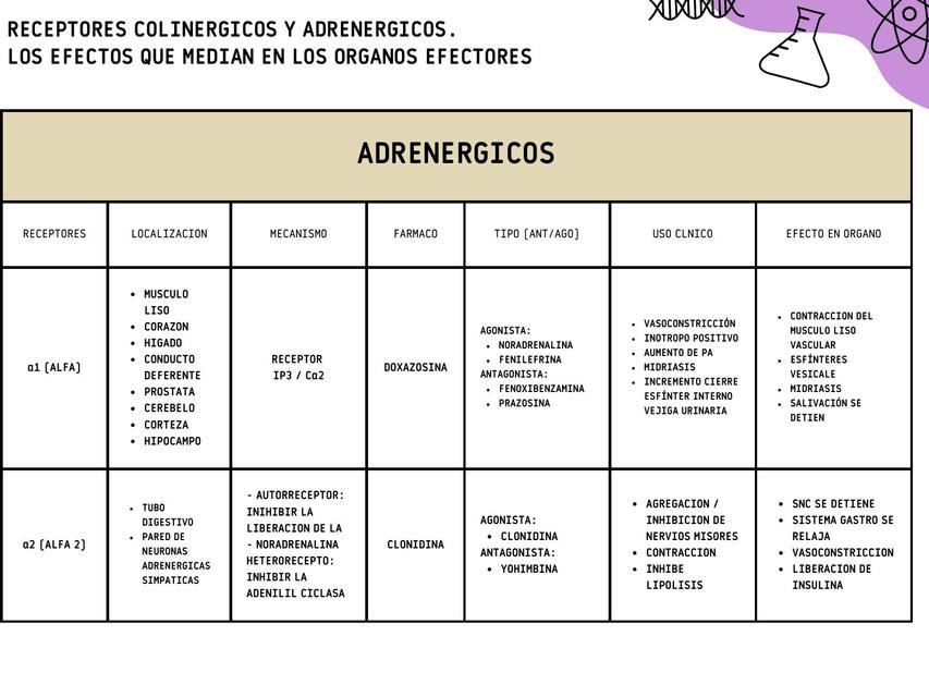 ADRENERGICOS Y COLINERGICOS | Ernesto | uDocz