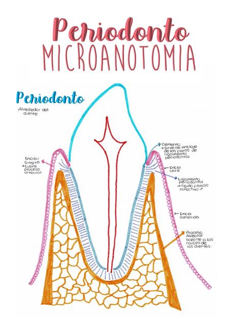 Periodonto | OdontoDan | uDocz