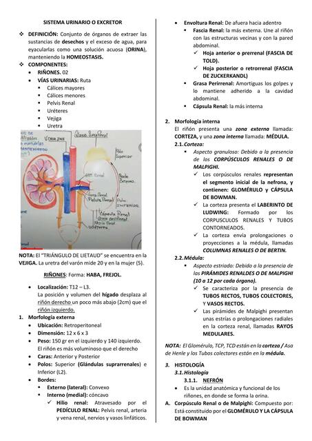 SISTEMA URINARIO O EXCRETOR pdf RESUMEN DEL RESUME | DANIEL NEYRA DÁVILA | uDocz