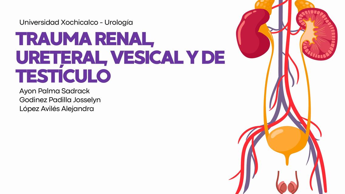 Trauma renal ureteral vesical y de testículo pdf | Perla Berrelleza | uDocz