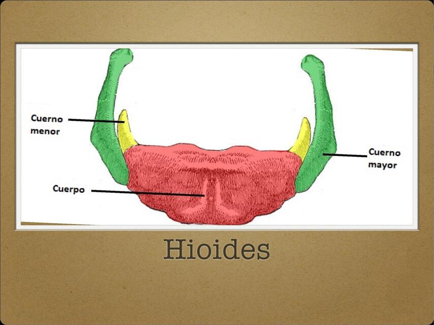 Huesos Miembro Superior | Laura Lantigua | uDocz