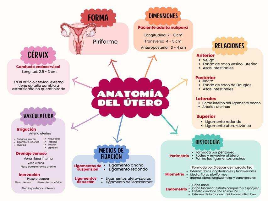 Anatomía del útero | Pammed | uDocz