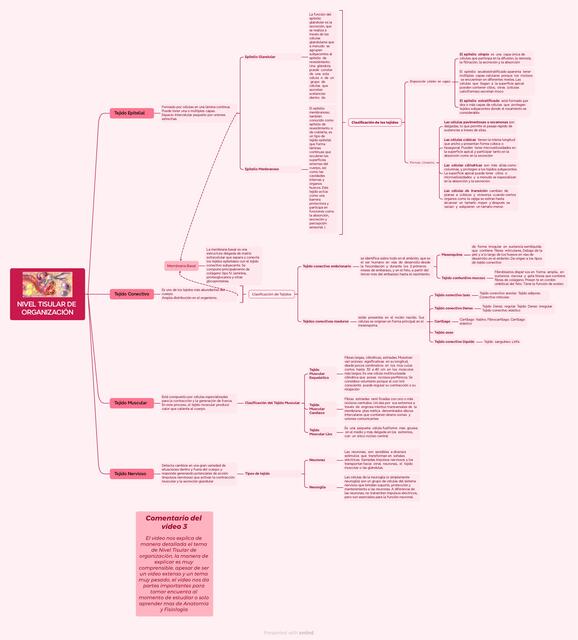 NIVEL TISULAR DE ORGANIZACIÓN | La | uDocz