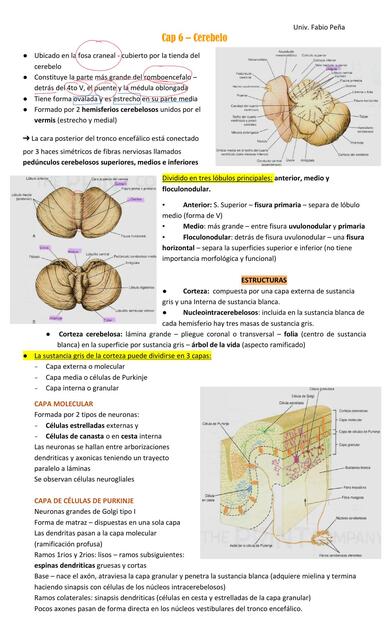 CAP 6 CEREBELO | Fabio | uDocz