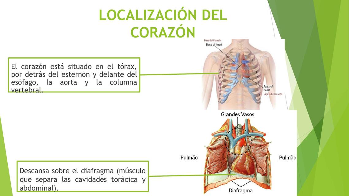 LOCALIZACIÓN VENTRÍCULOS Y AURÍCULAS | Andy Steven Gamboa Davila | uDocz