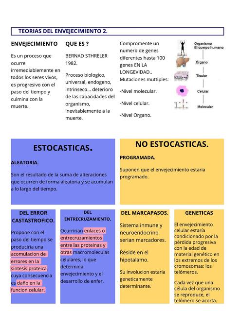TEORIAS DEL ENVEJECIMIENTO | GRECIA NARVAEZ CABALLERO | uDocz