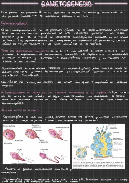 gametogenesis | Rosamary González Gutiérrez | uDocz