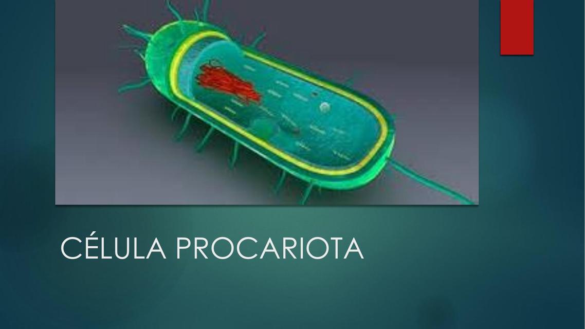 célula procariota | uDocz