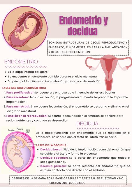 Endometrio y decidua | Nancy A3C | uDocz