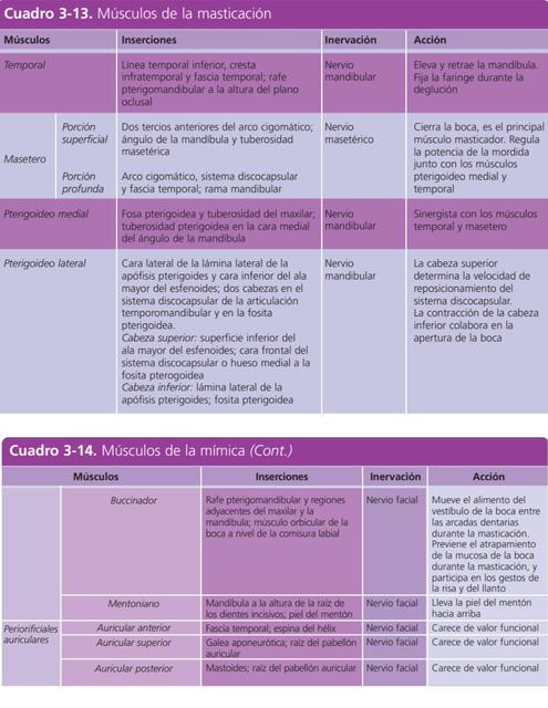 tablas de musculos | MERCEDES GUADALUPE | uDocz
