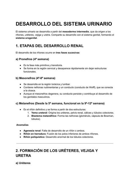 sistema urinario | Iván | uDocz