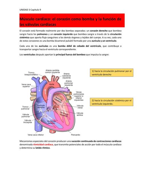 músculo cardiaco: el corazón como bomba y la función de las válvulas ...