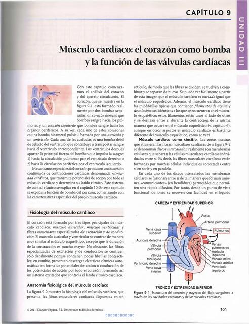 Músculo cardiaco el corazón como bomba y la función de las válvulas cárdiacas | Estudiante ...