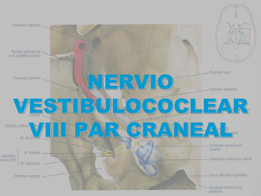 NERVIO VESTIBULOCOCLEAR | uDocz creators | uDocz