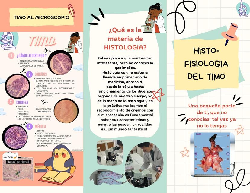 HISTO_FISIOLOGÍA DEL TIMO | Julia Mariel | uDocz