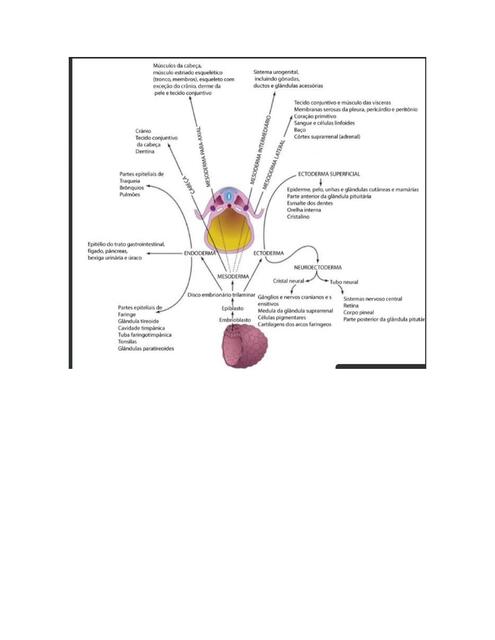 IMAGEN HISTO ANTOLOGIA | Karen | uDocz