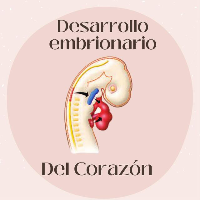 Desarrollo embrionario del corazón | Mednotes | uDocz