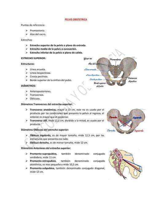 18 03 25 Pelvis Ana Lizbeth Udocz