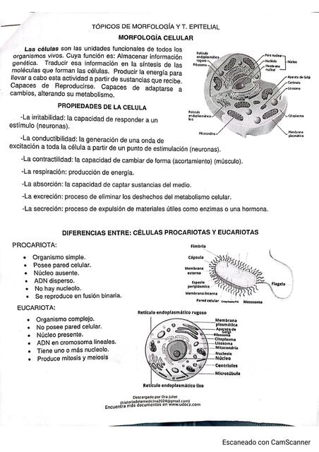 Morfologia celular | adrianyelis | uDocz