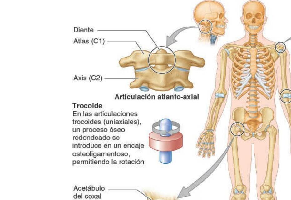articulaciones | David | uDocz