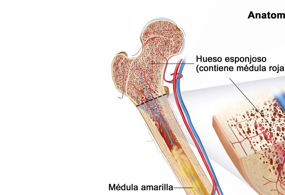 estructura | David | uDocz
