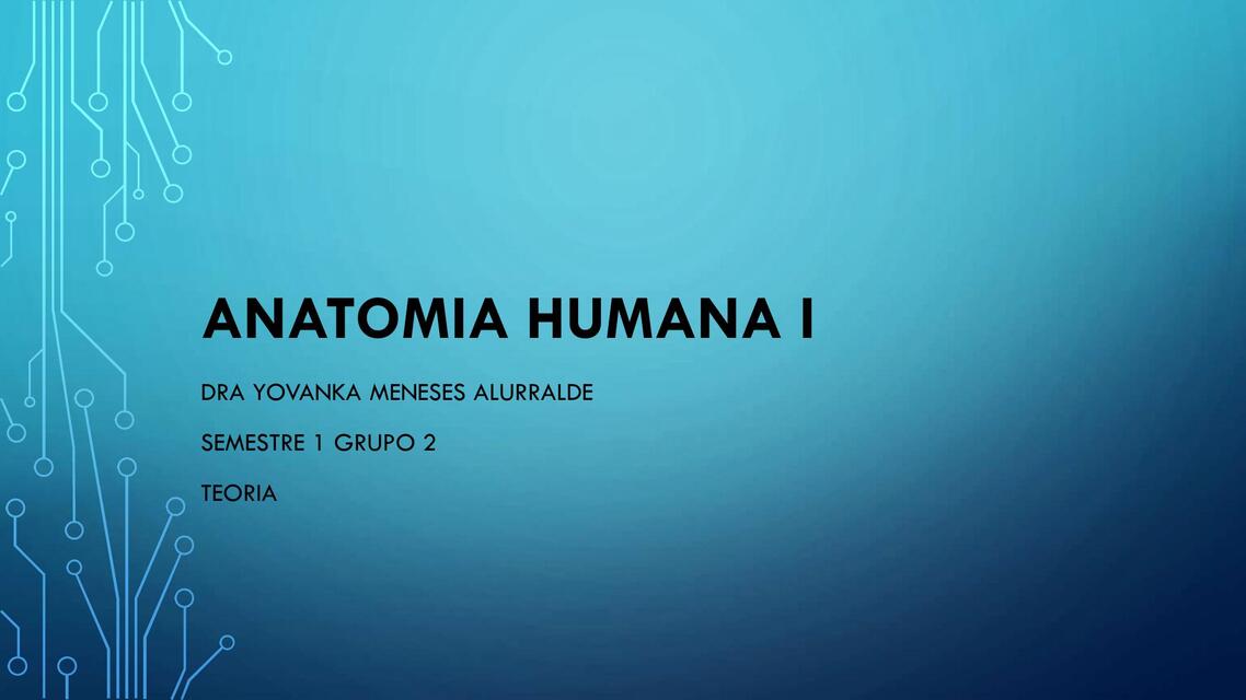 Flashcards de Anatomia humana I (2) | Por Sarah | uDocz