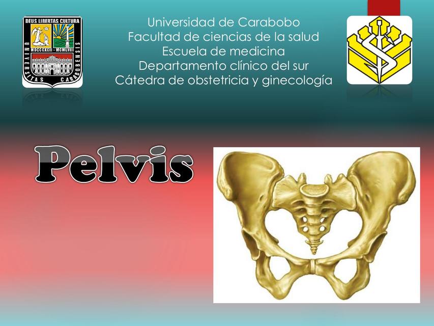 Resúmenes de Tipos de pelvis | Descarga apuntes de Tipos de pelvis
