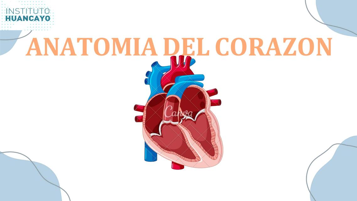 corazon anatomia y fisiologia | Rogelio | uDocz