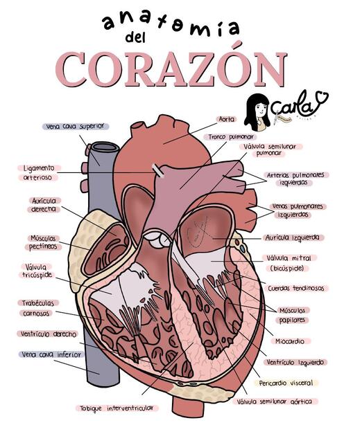 Corazón | Monica | uDocz