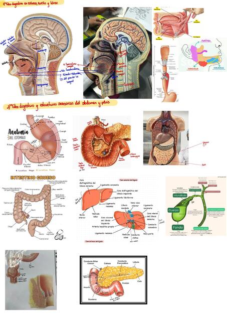 Ospe Anato | Emilly Hodgson | uDocz
