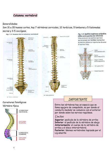 Columna vertebral | Sofi | uDocz