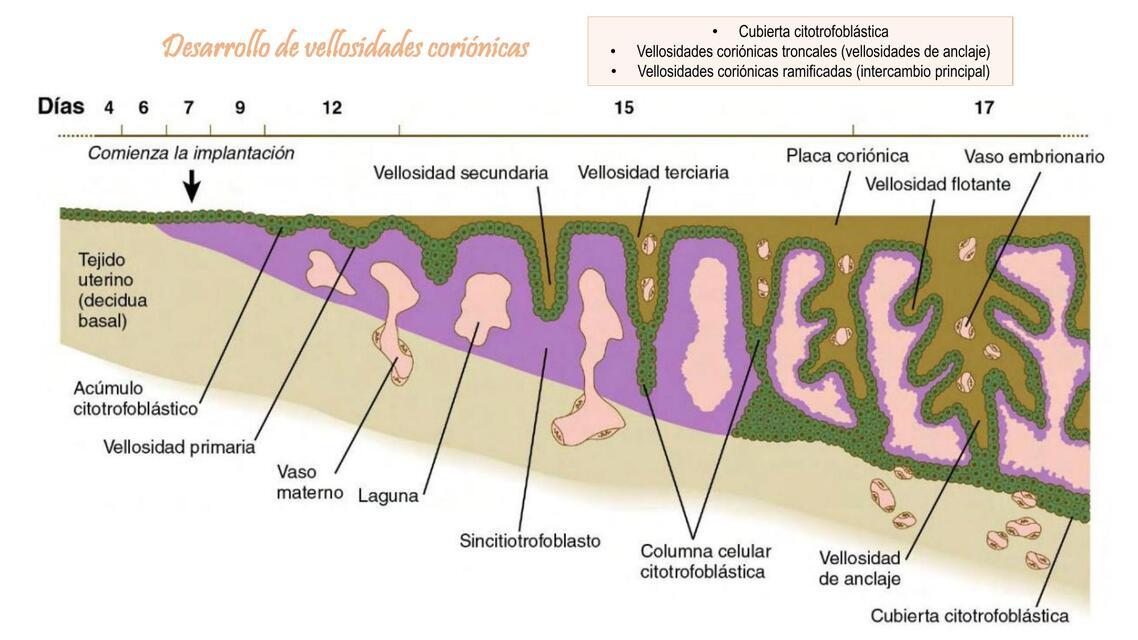 Desarrollo de vellosidades coriónicas | Taciturn Notes | uDocz