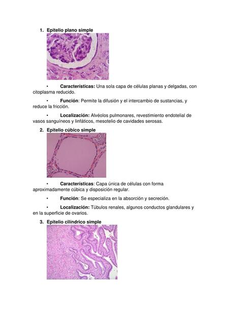 histo | Netania | uDocz