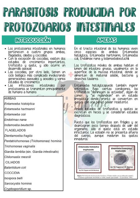 Parasitosis producida por protozoarios intestinales | Antonella ...