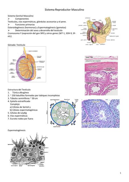 resumen Sistema Reproductor Masculino | Agustina Rupp | uDocz