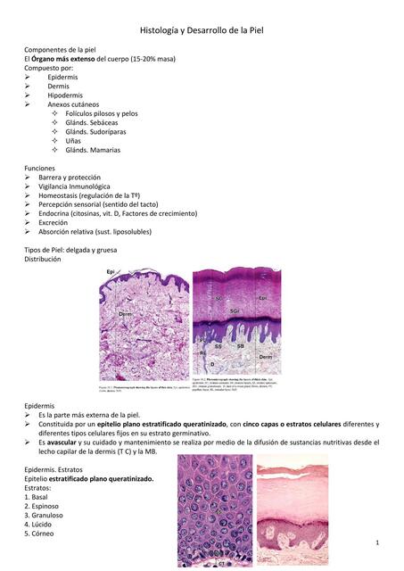 RESUMEN Histología y Desarrollo de la Piel | Agustina Rupp | uDocz