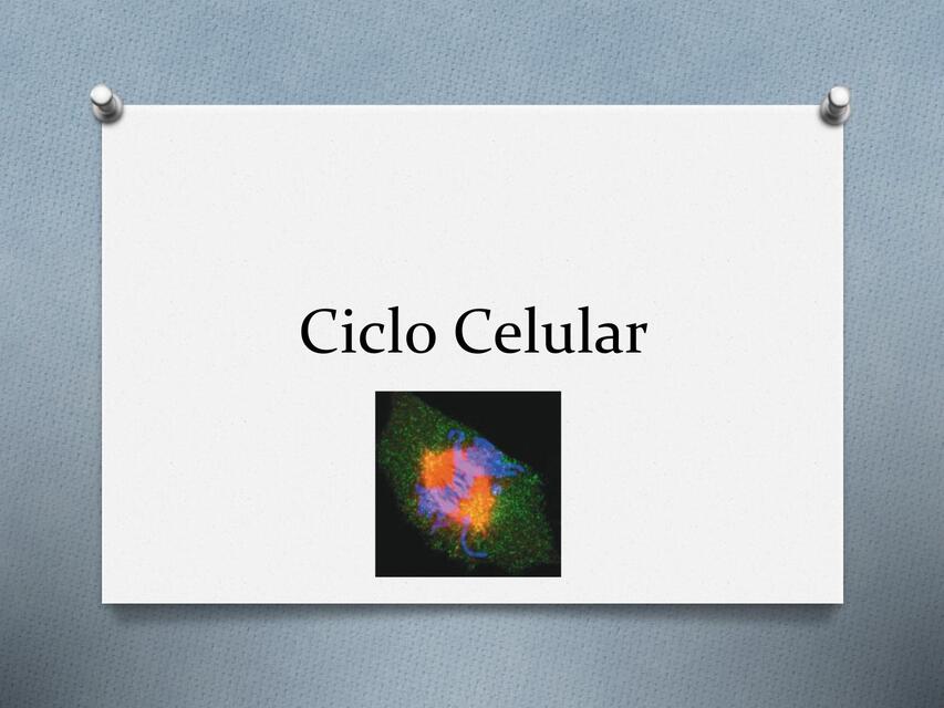 Ciclo Celular | Claudia Lizeth Castellanos Rivera | uDocz
