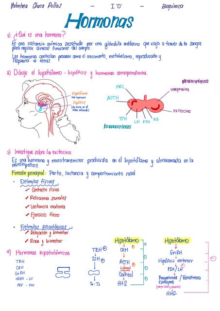Hormonas | Valentina | uDocz