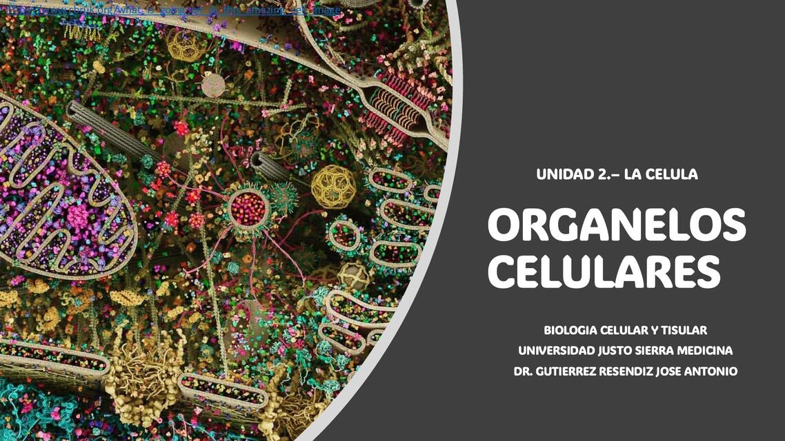 T2 ORGANELOS CELULARES TEORIA | Claudia Lizeth Castellanos Rivera | uDocz