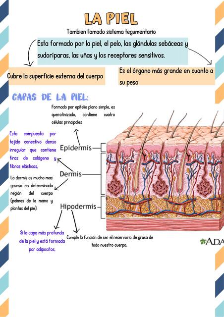 PIEL | OdontoEnNotas | uDocz