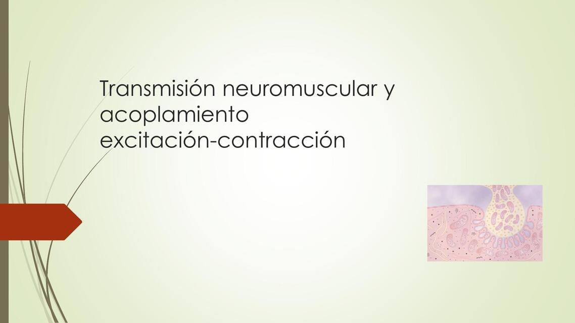 Flashcards de CAP 7 FISIOLOGÍA Transmisión neuromuscular y aco | Por ...